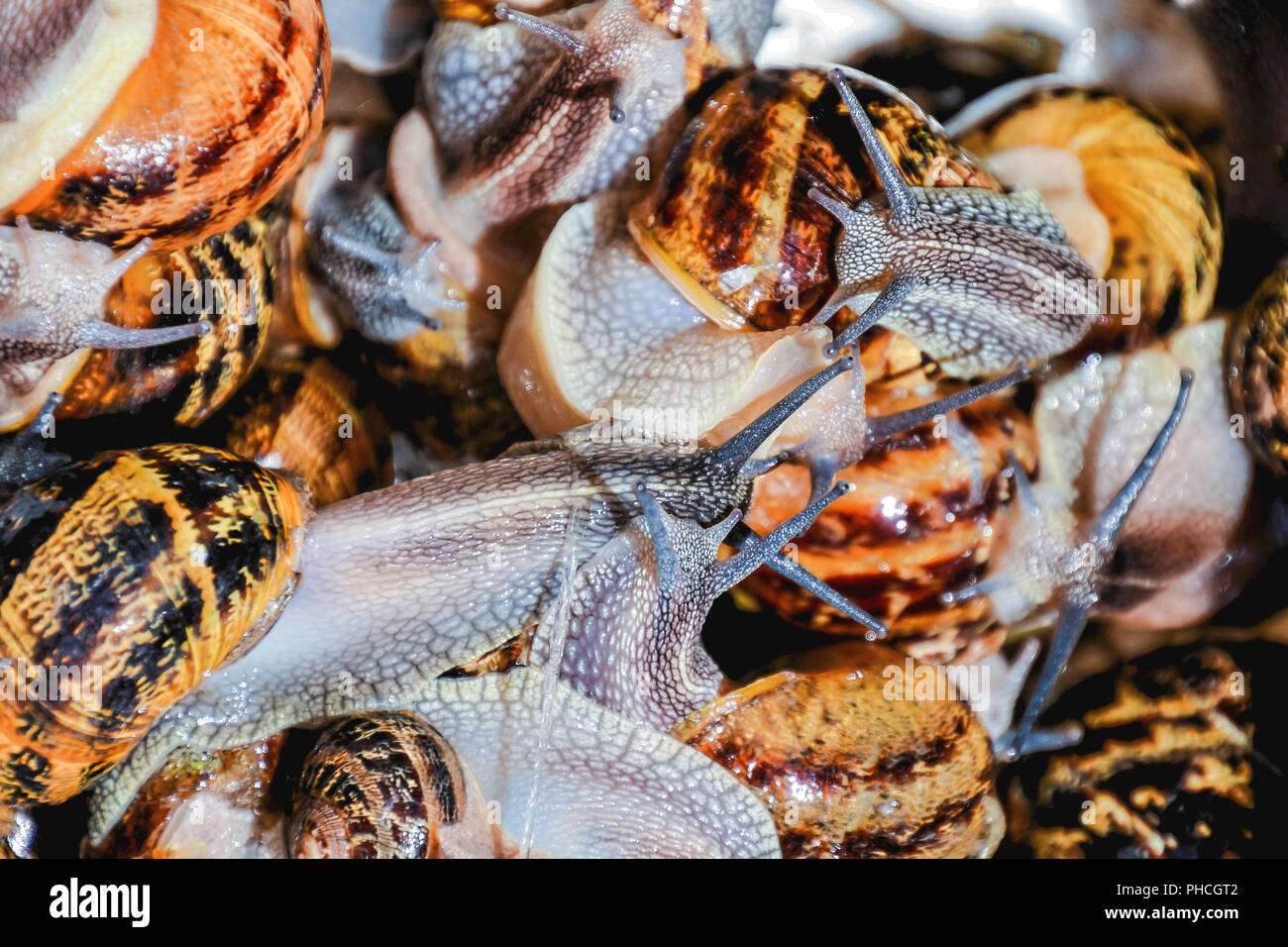 Edible snail escargot Stock Photo - Alamy