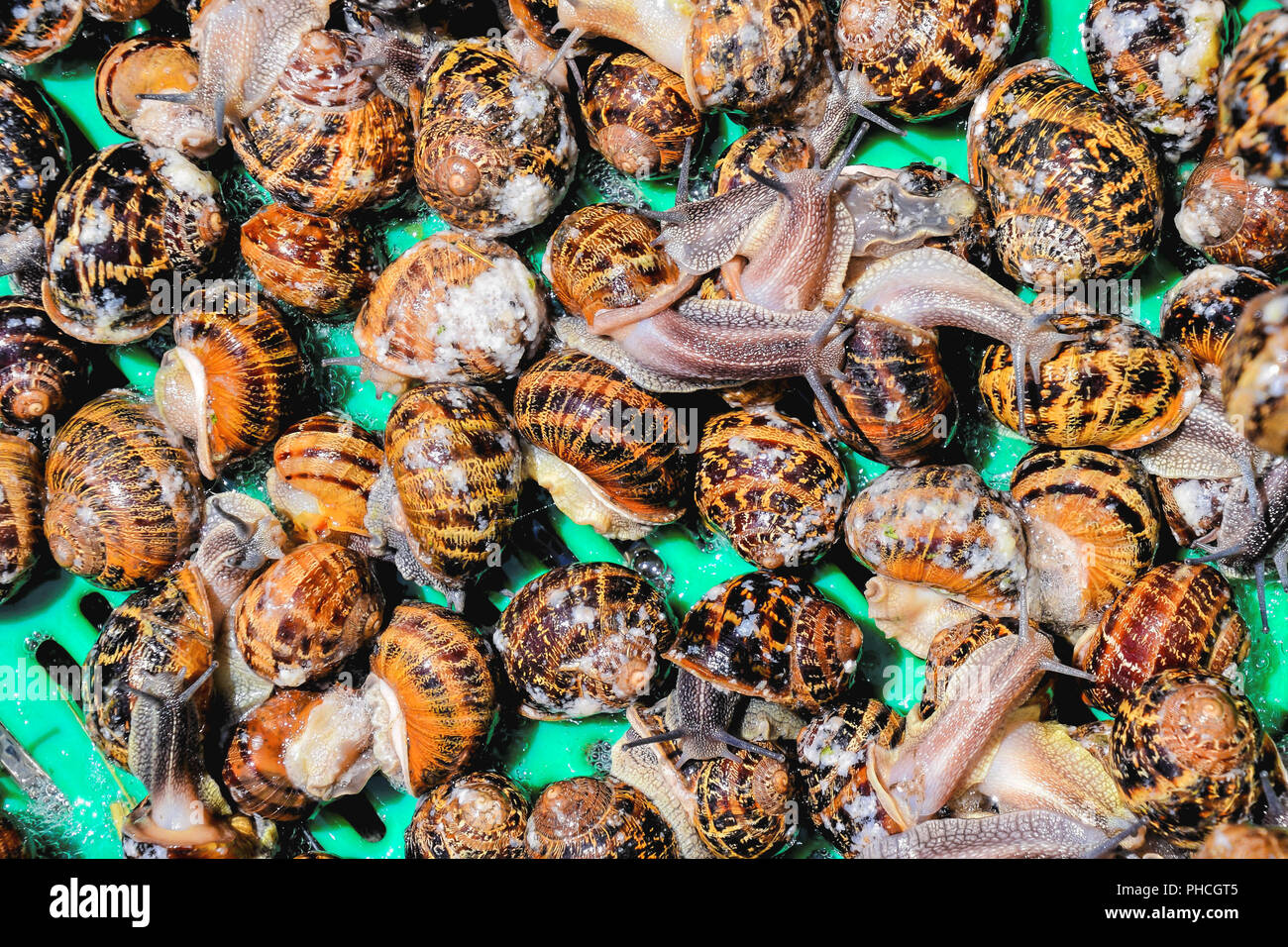 Edible snail escargot Stock Photo - Alamy
