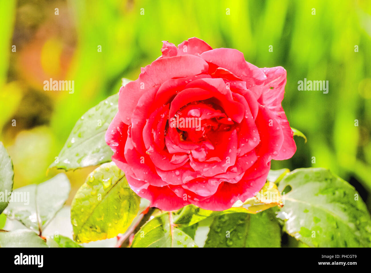 Blooming Flower Background Stock Photo - Alamy