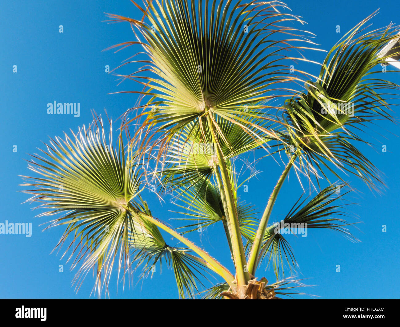 Palm tree sky tropical outdoor coconut summer cloud canary hi-res stock ...