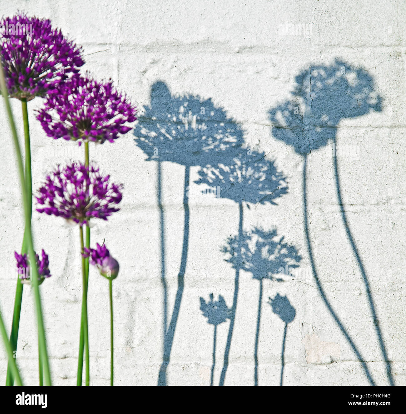 Shadow perennial hi-res stock photography and images - Alamy