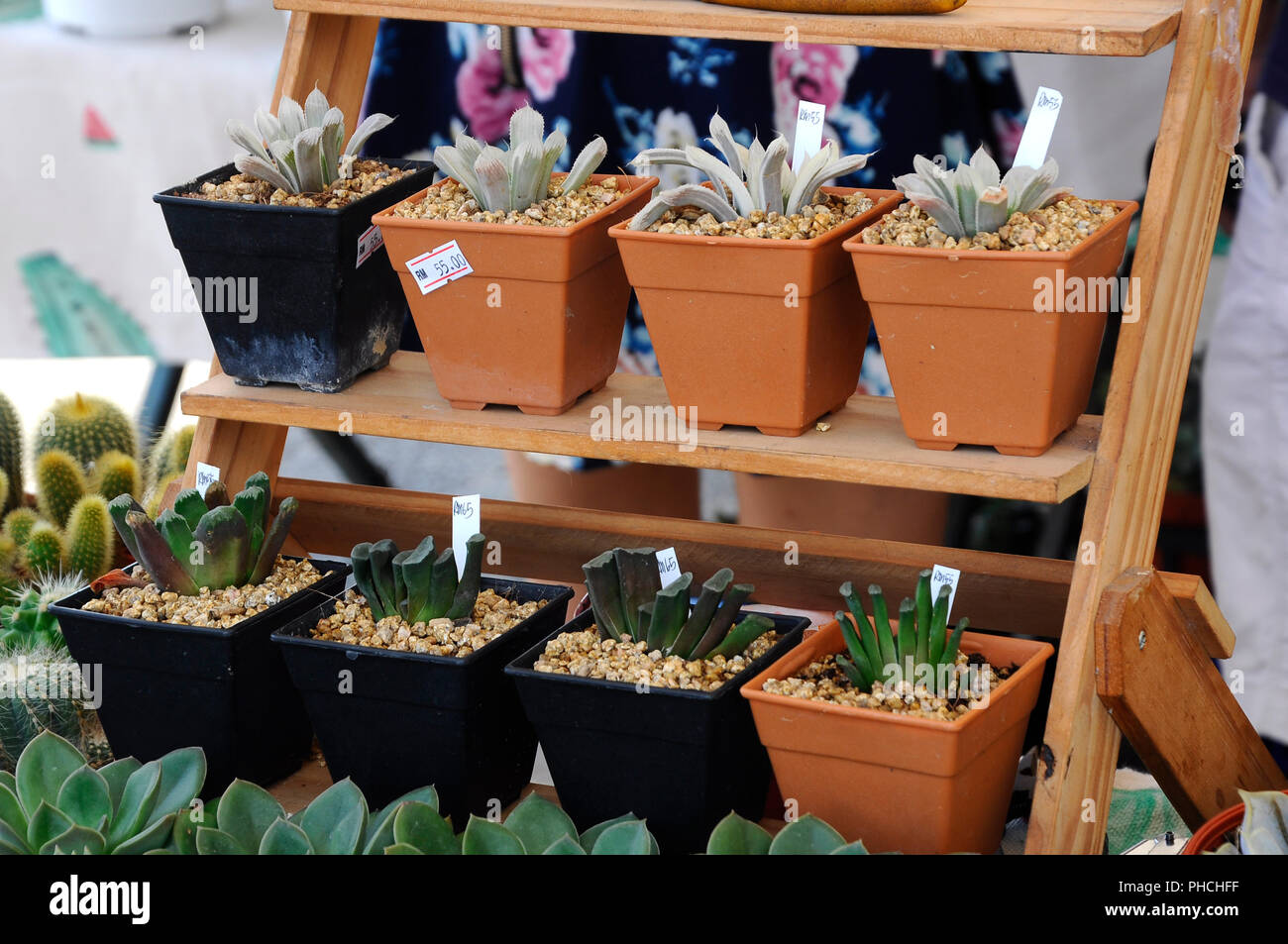 PUTRAJAYA, MALAYSIA -AUGUST 25, 2018: Group of small and colorful ...