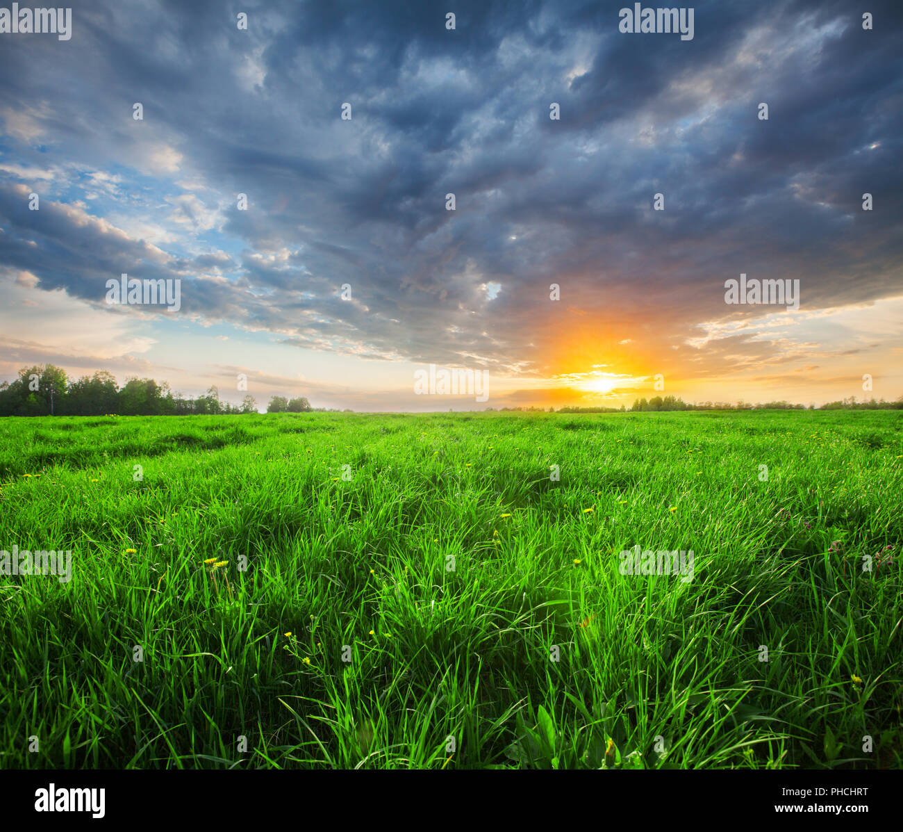 sunset and grass Stock Photo - Alamy
