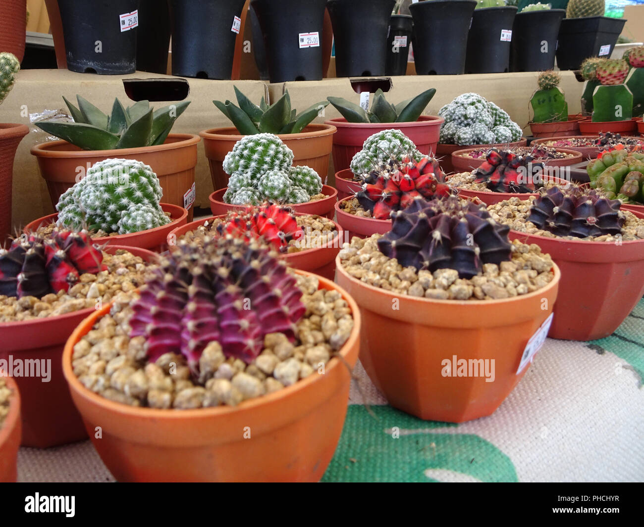 PUTRAJAYA, MALAYSIA -AUGUST 25, 2018: Group of small and colorful ...