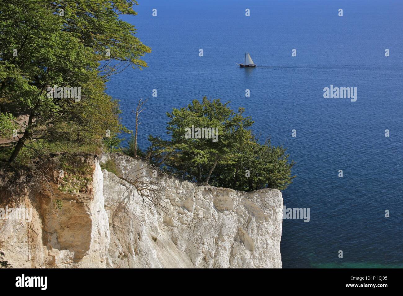 Tree growing on Moens klint. Limestone cliff Stock Photo - Alamy