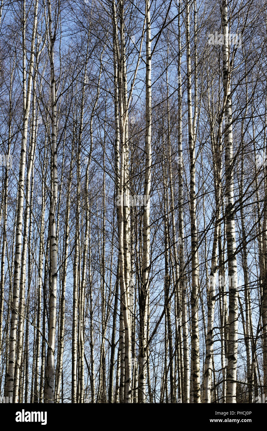 Landscape spring grove trees hi-res stock photography and images - Alamy