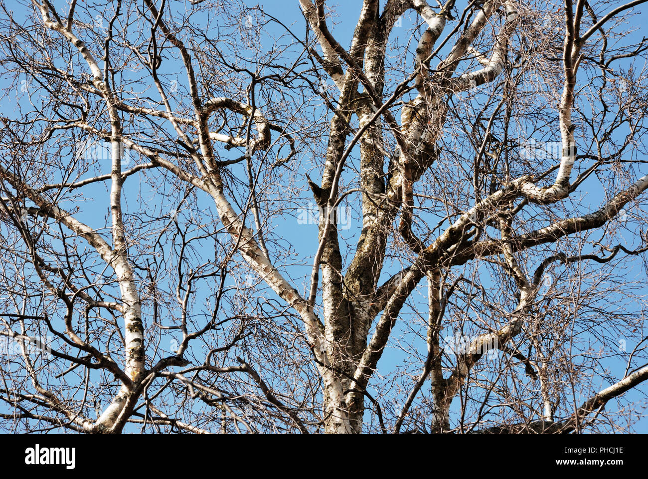 Trunks of birch hi-res stock photography and images - Alamy