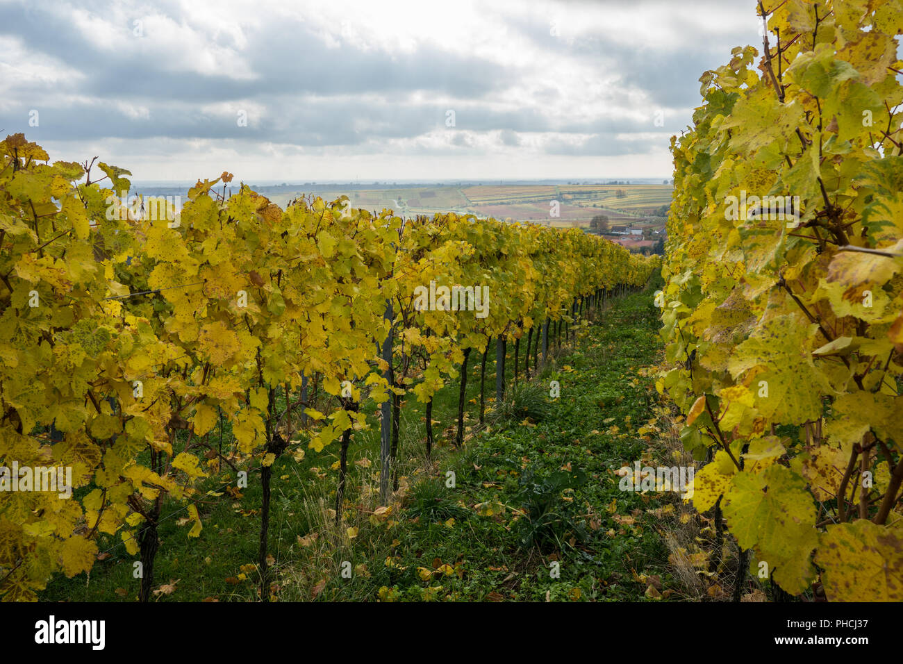 Leinsweiler germany hi-res stock photography and images - Alamy