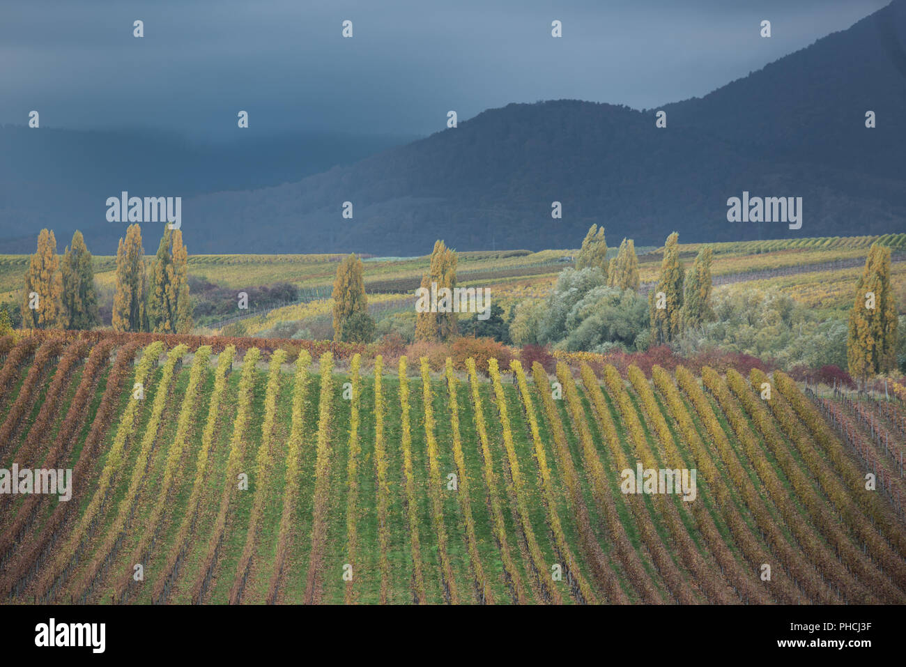 Leinsweiler germany hi-res stock photography and images - Alamy