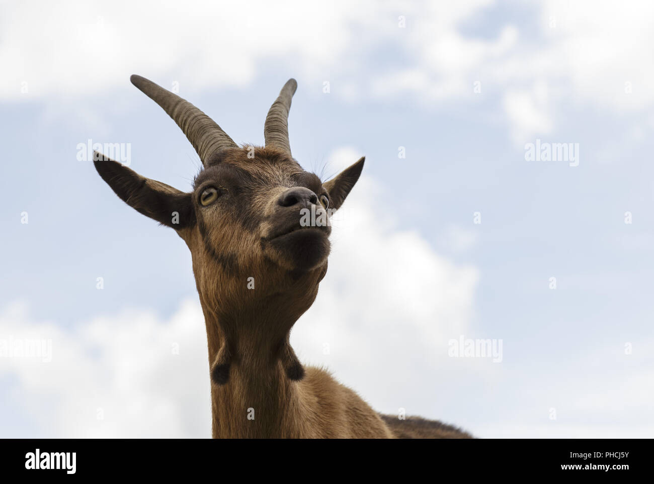 portrait of a goat Stock Photo - Alamy