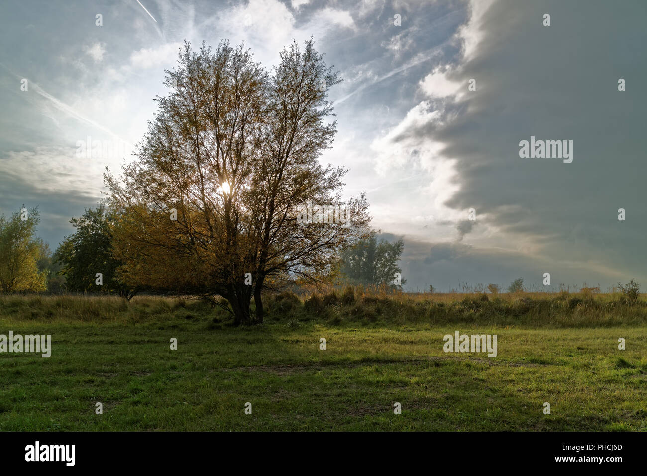 Tree in the light Stock Photo - Alamy