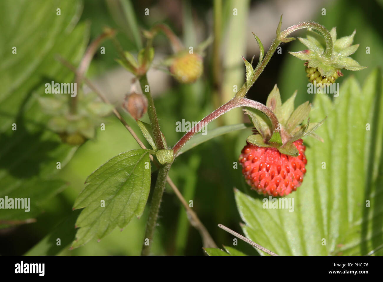 Carpathian strawberry or european strawberry hi-res stock photography ...
