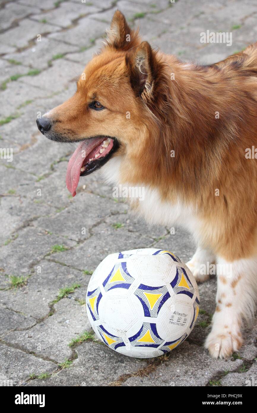 Elo Dog High Resolution Stock Photography and Images - Alamy