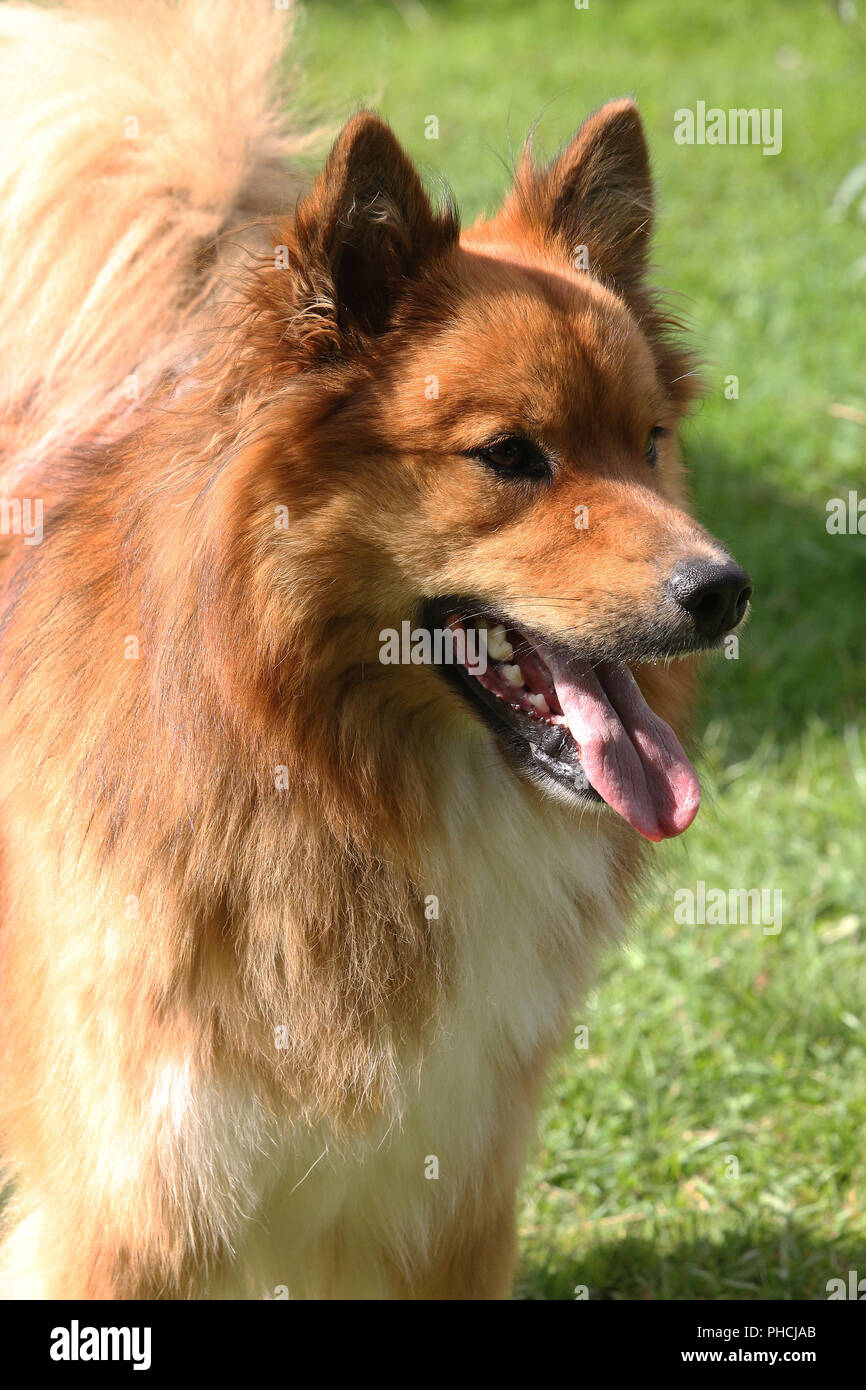 Elo Dog High Resolution Stock Photography and Images - Alamy