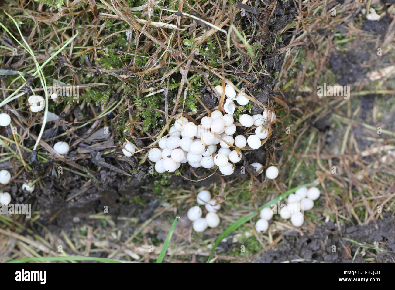 The roundback slugs hi-res stock photography and images - Alamy