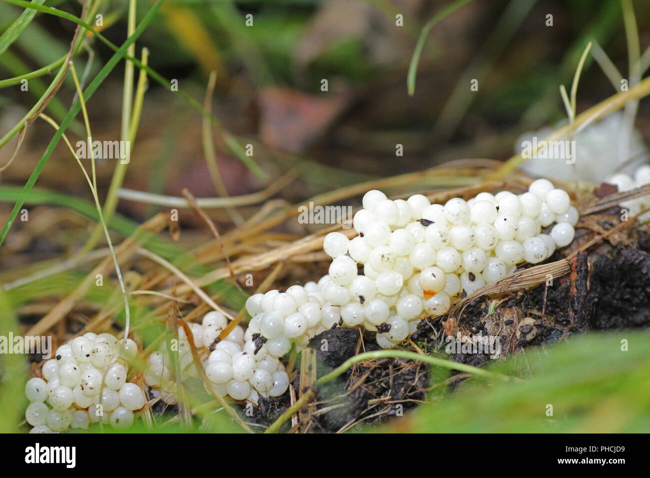 The roundback slugs hi-res stock photography and images - Alamy