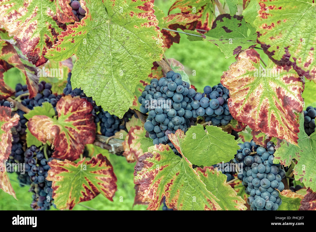 Grapes and vine leaves hi-res stock photography and images - Alamy