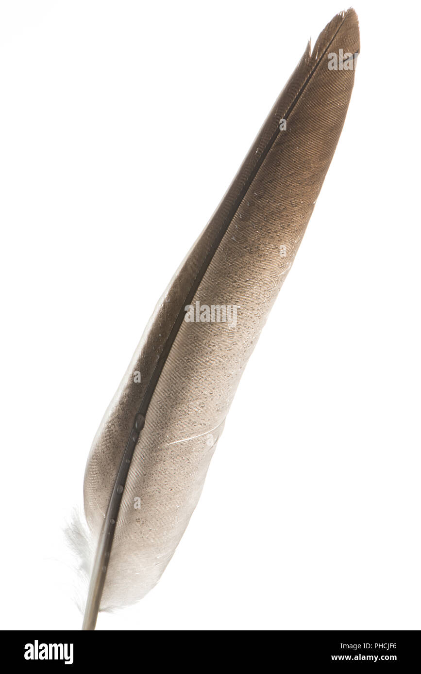 Feather in Close-Up Stock Photo - Alamy