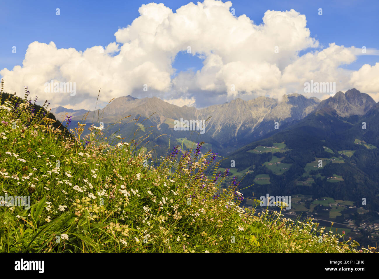 Wild flower meadow italy hi-res stock photography and images - Alamy