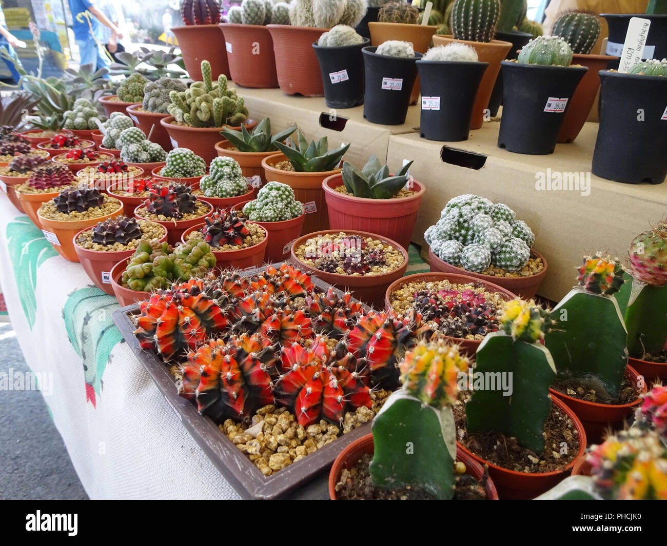 PUTRAJAYA, MALAYSIA -AUGUST 25, 2018: Group of small and colorful ...