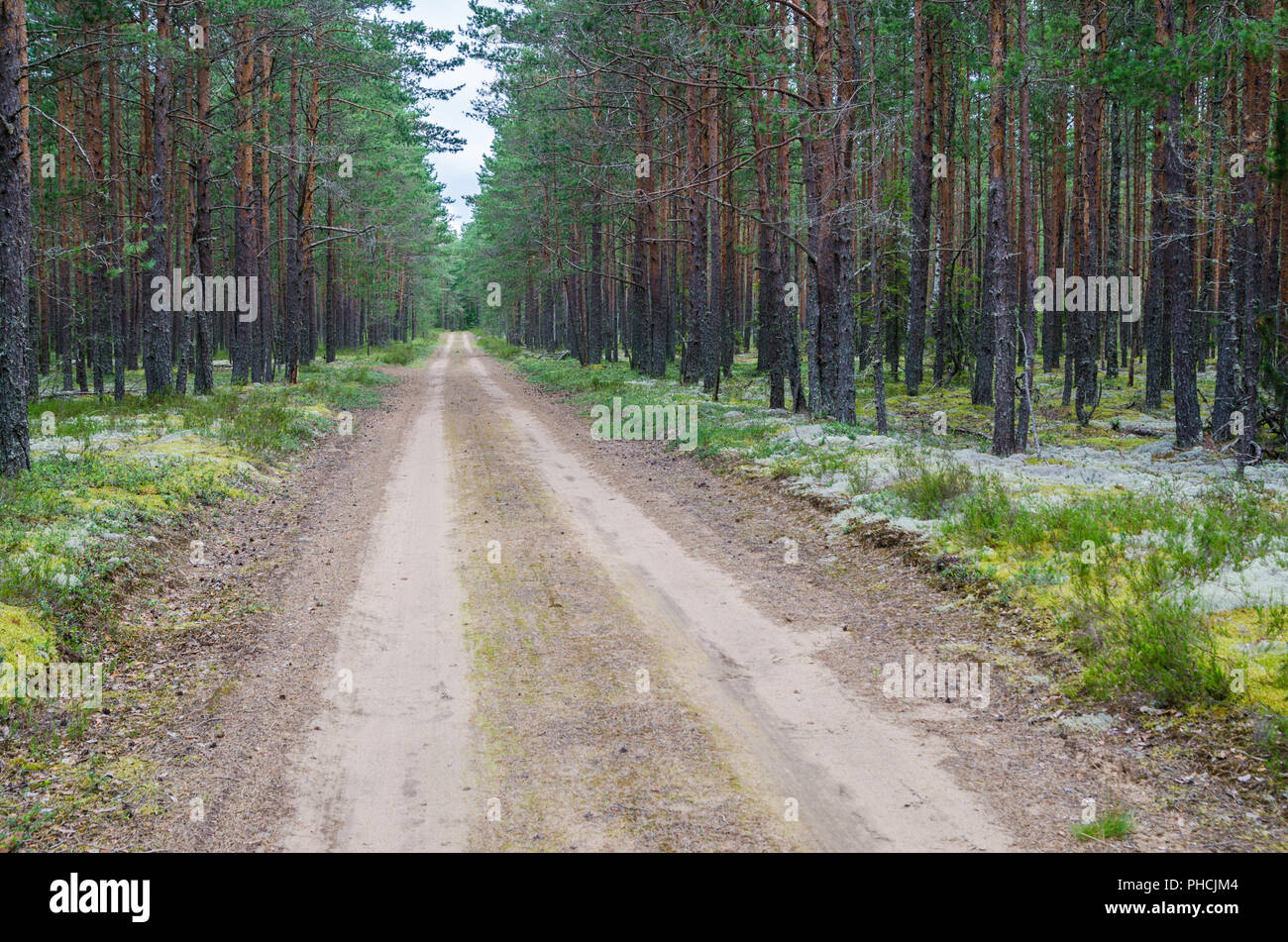 Deserted road through forest hi-res stock photography and images - Alamy