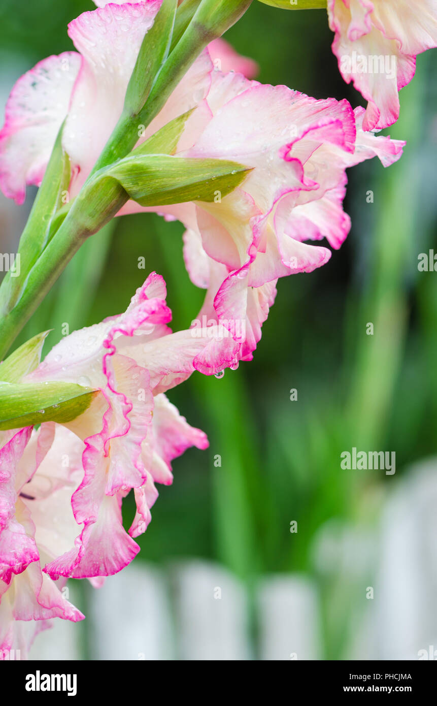 Beautiful light green gladiolus hi-res stock photography and images - Alamy