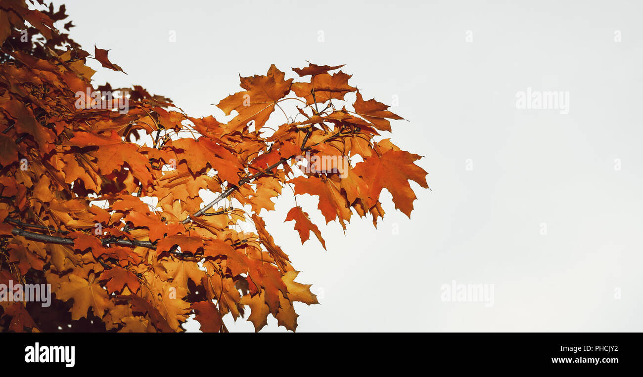 Maple tree in autumn Stock Photo - Alamy