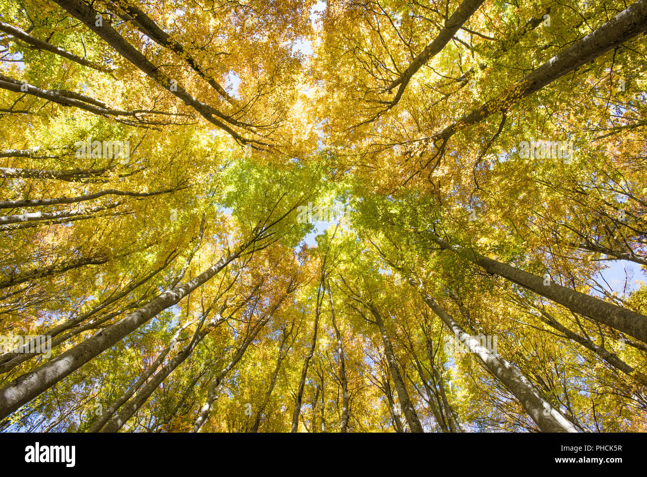 Indian beech tree hi-res stock photography and images - Alamy
