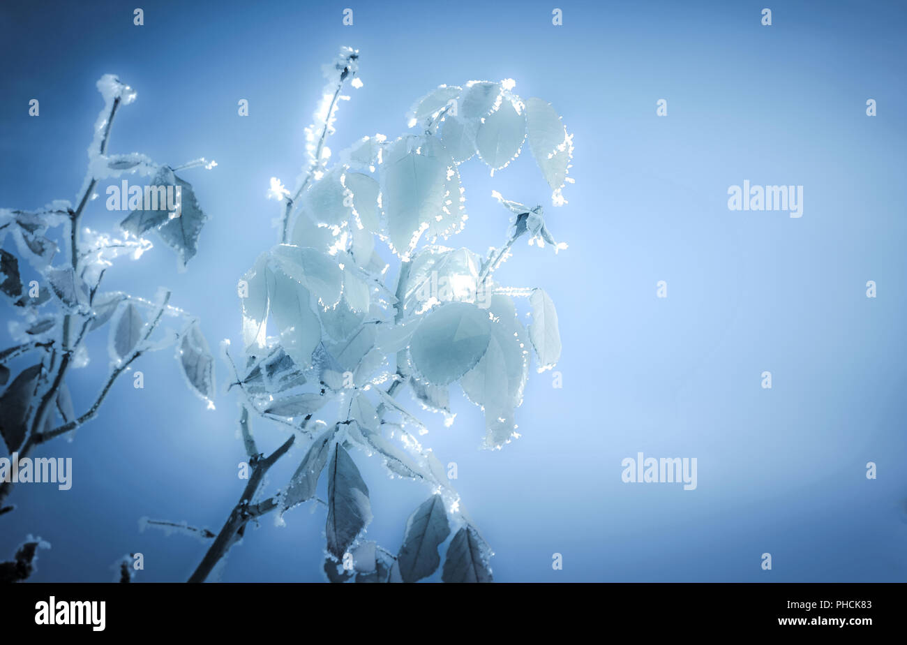 Solid fog hi-res stock photography and images - Alamy