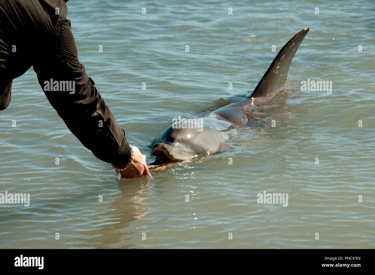 Monkey mia dolphin hi-res stock photography and images - Alamy