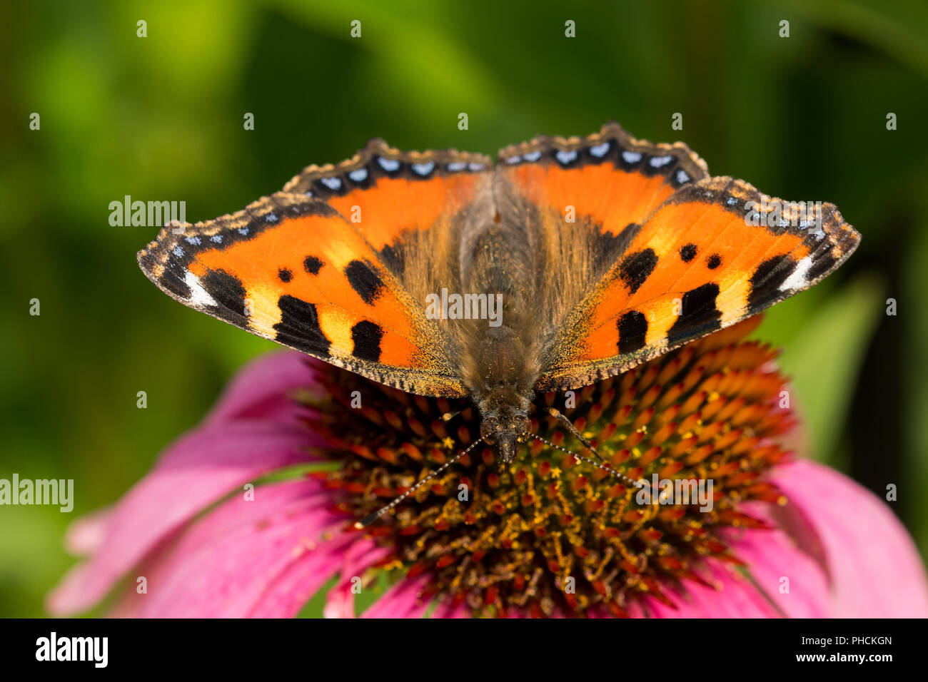 Smal tortoiseshell hi-res stock photography and images - Alamy