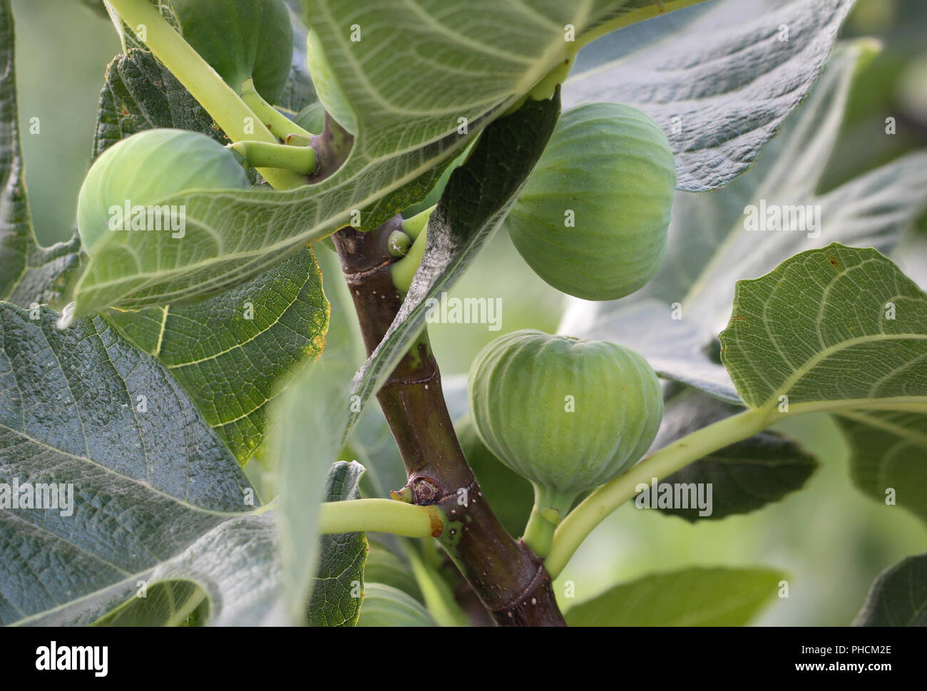 Figs on the fig tree Stock Photo - Alamy