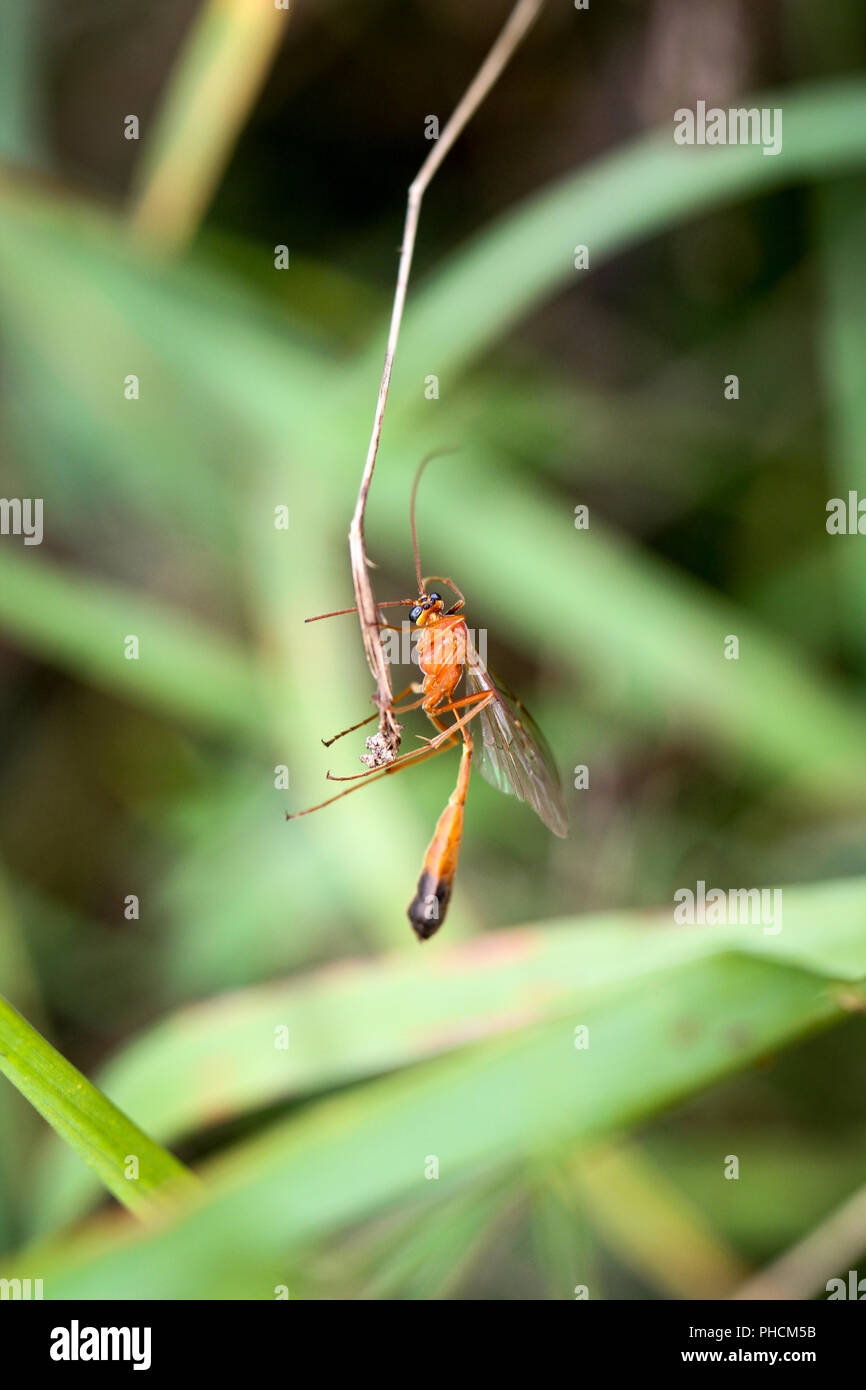 Grass wasp hi-res stock photography and images - Alamy