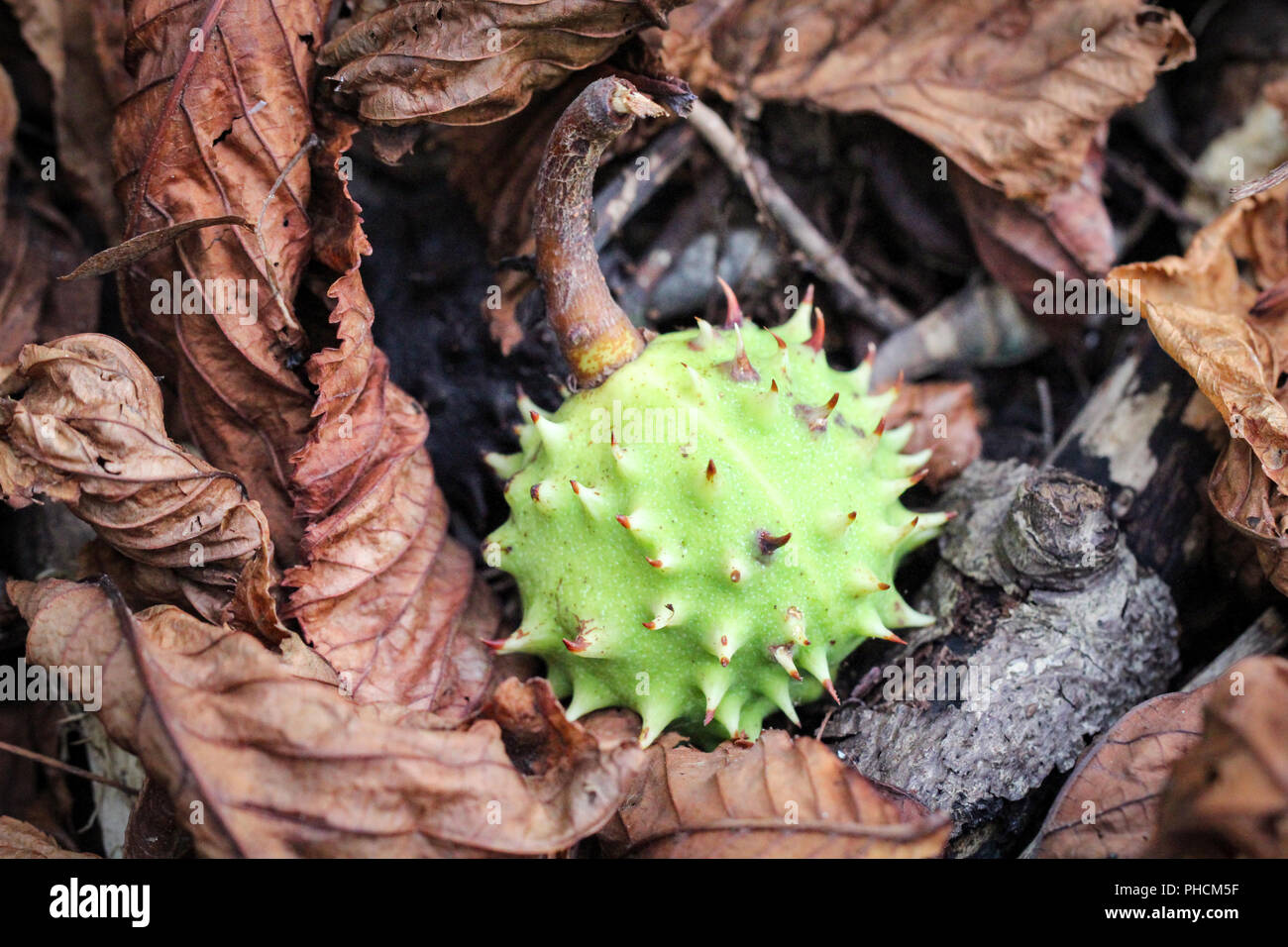 Chestnut on hi-res stock photography and images - Alamy