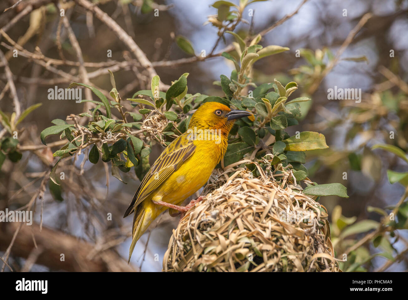 Yellow weaver bird at nest building Stock Photo - Alamy