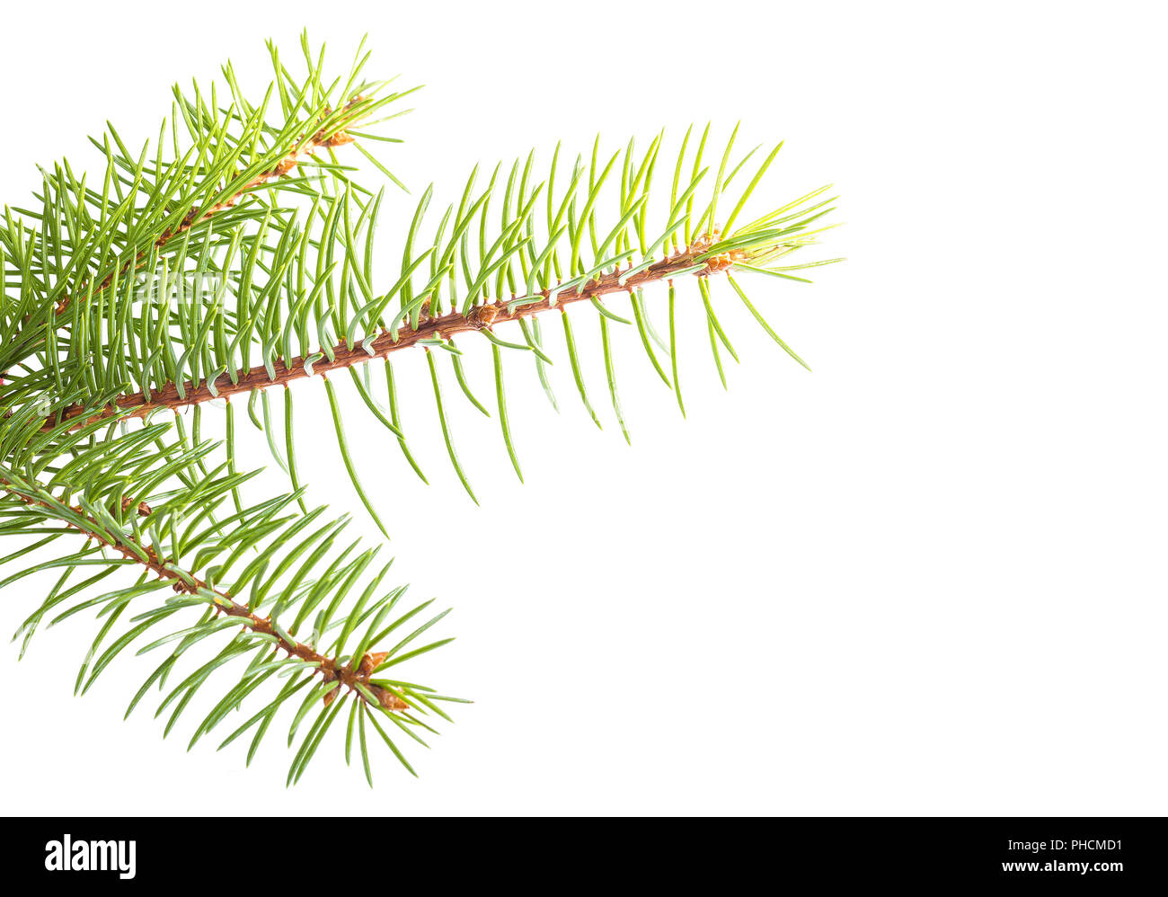 Christmas tree branch Stock Photo - Alamy