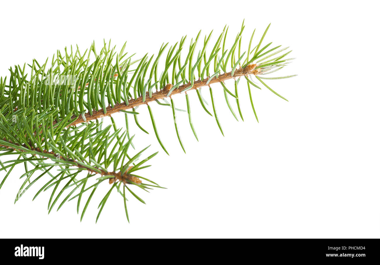 Christmas tree branch Stock Photo - Alamy