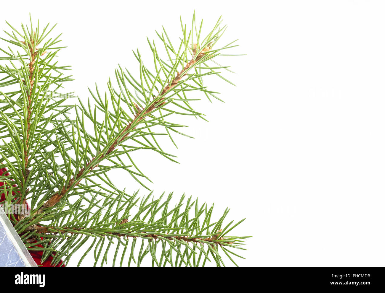 Christmas tree branch Stock Photo - Alamy