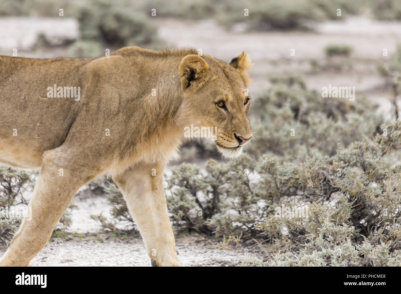 Southern lion hi-res stock photography and images - Alamy