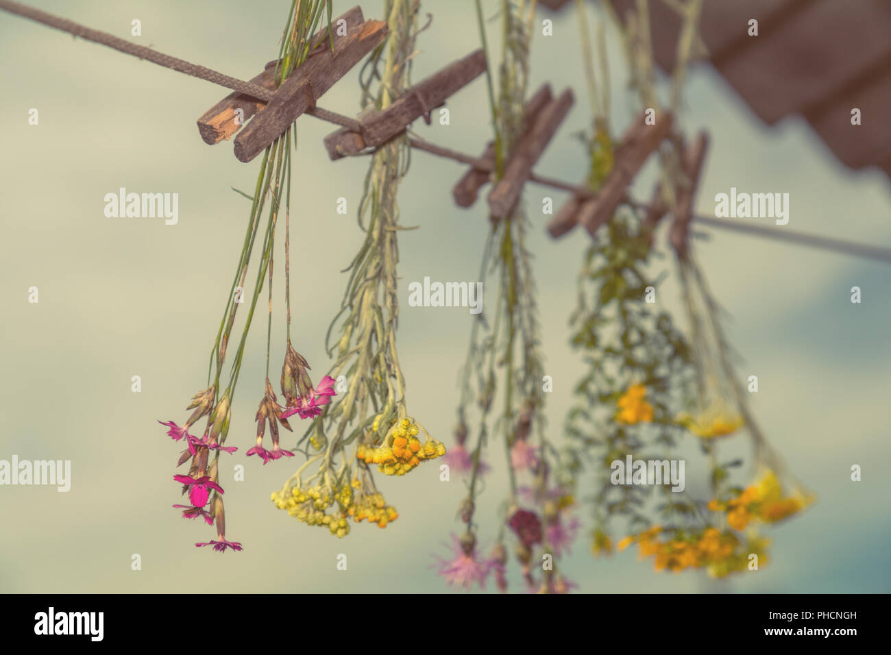 Herbs dried in the shade on a rope Stock Photo - Alamy