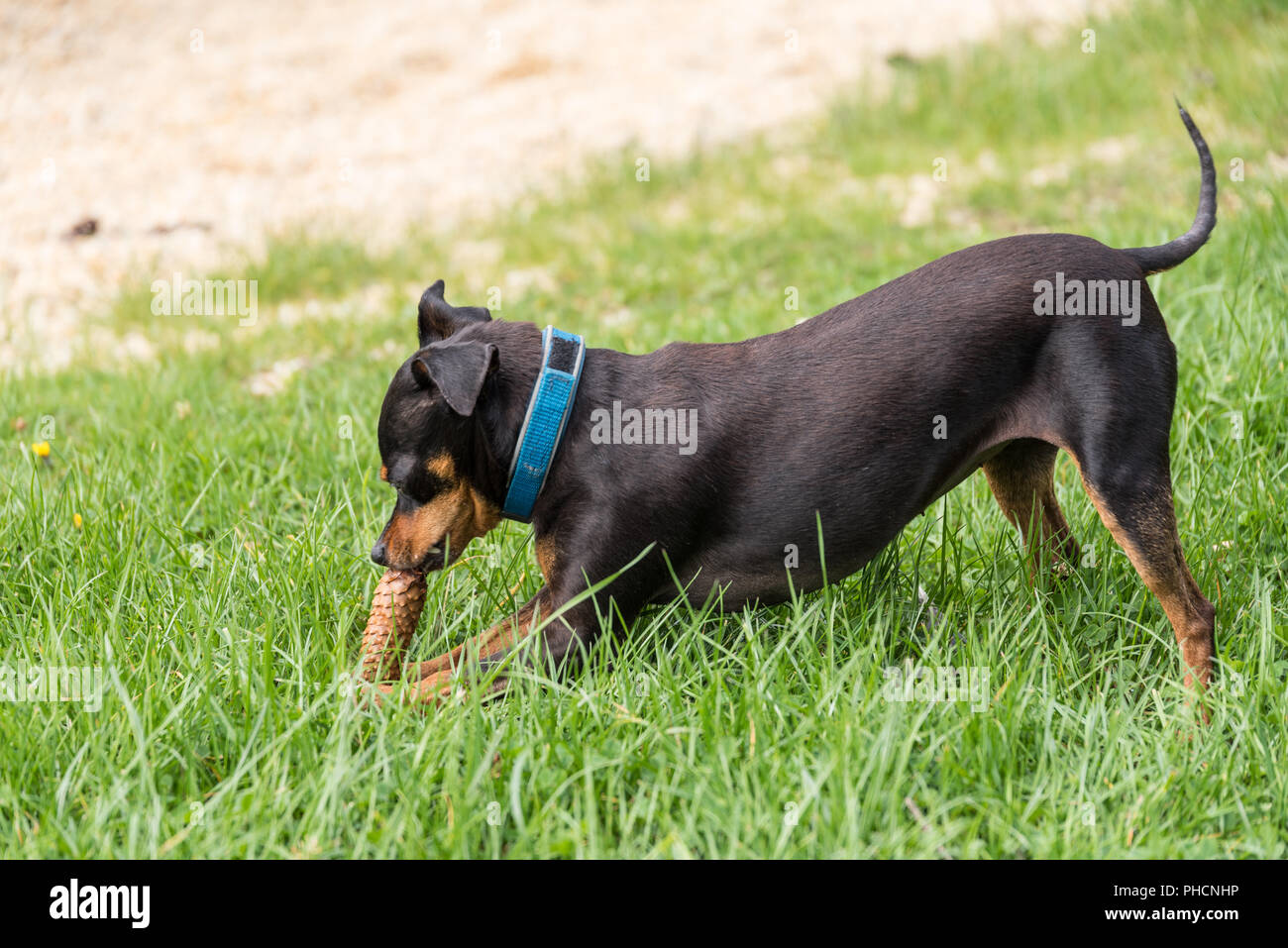 Miniature dog hi-res stock photography and images - Alamy