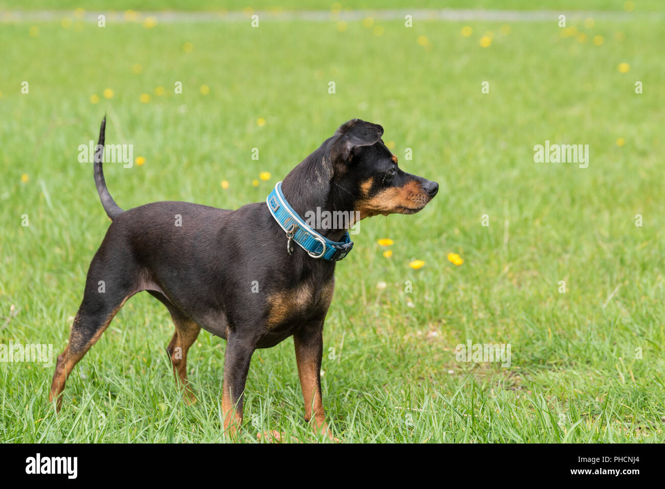 Rehpinscher hi-res stock photography and images - Alamy