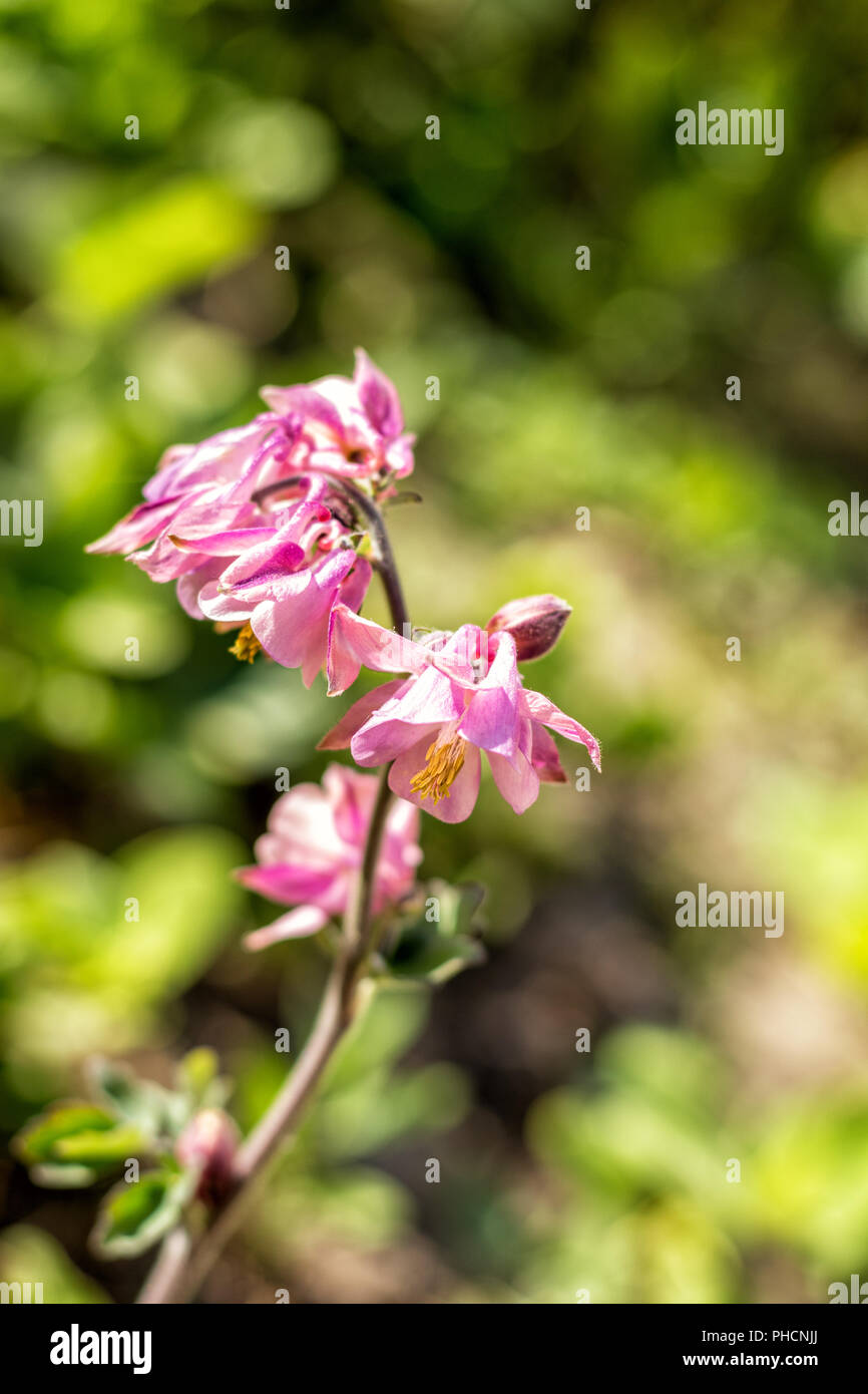 Pink aquilegia flowers on the sunny weather Stock Photo - Alamy