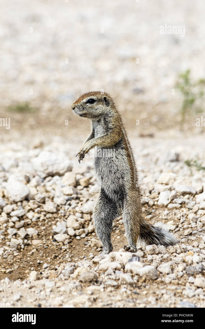 African ground squirrel standing hi-res stock photography and images ...