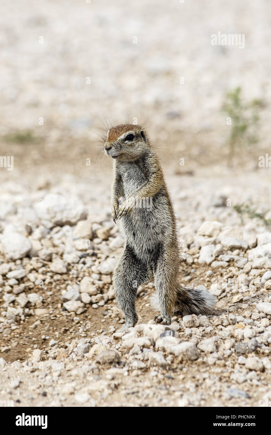 African ground squirrel hi-res stock photography and images - Alamy