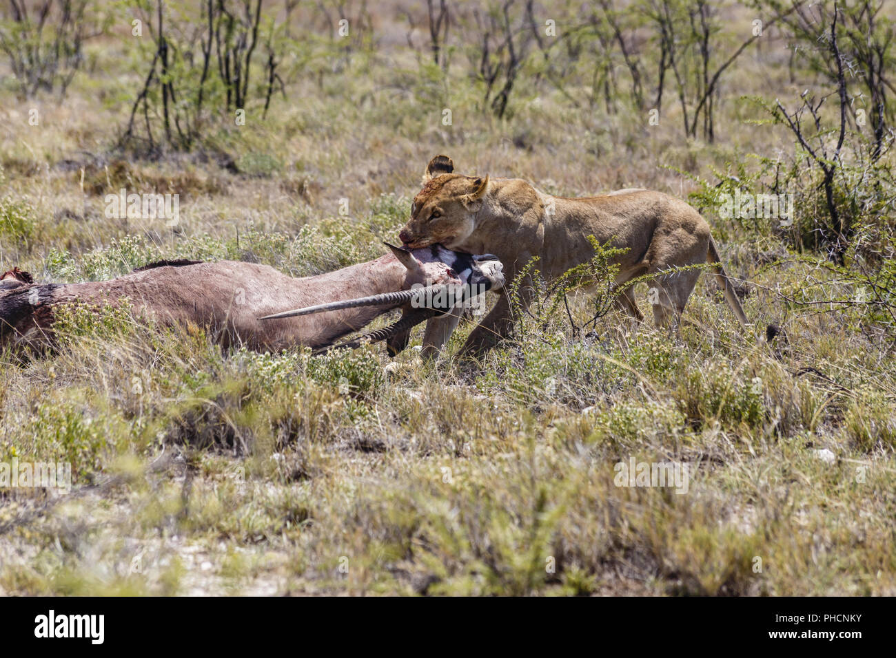 The Lion And The Antelope High Resolution Stock Photography and Images ...