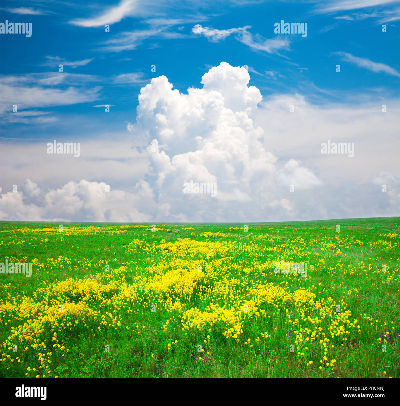 Yellow flowers field under blue cloudy sky Stock Photo - Alamy