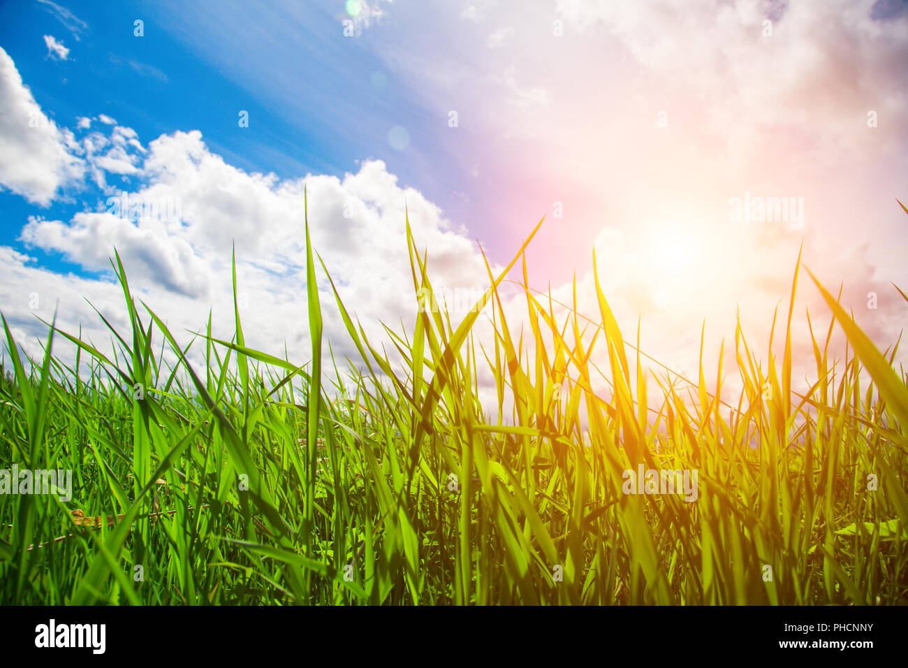sunset and grass Stock Photo - Alamy