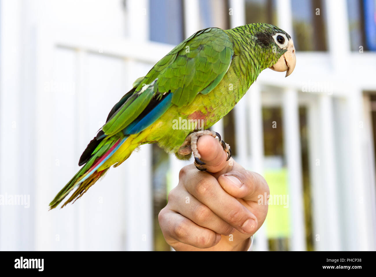 Sits on his hand hi-res stock photography and images - Alamy