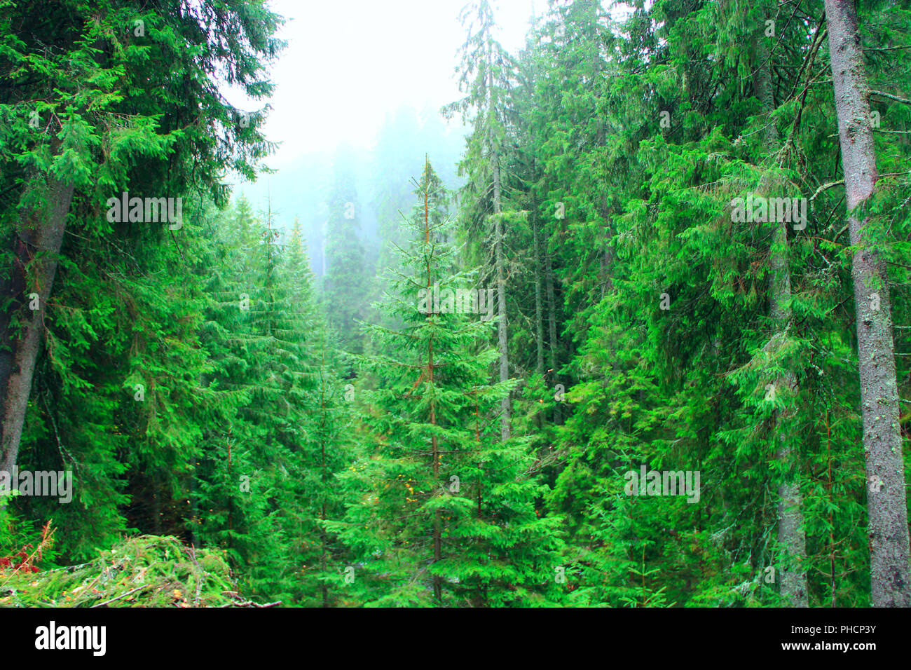Dense forest hi-res stock photography and images - Alamy
